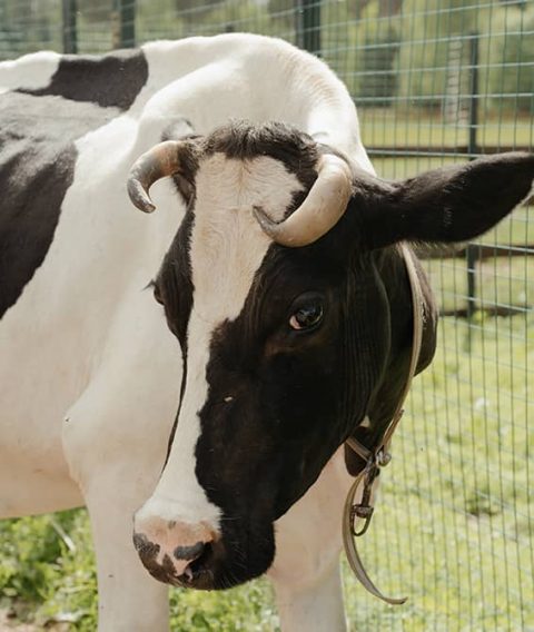 Sarah Farms Dairy Products | Fresh Dairy Products in El Paso, TX.