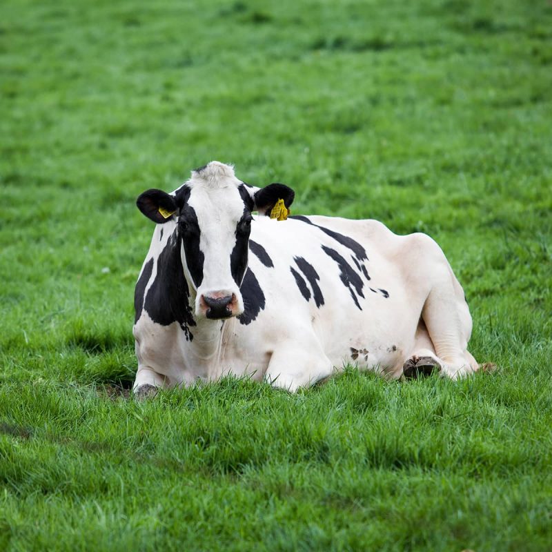 Milk Nutrition Archives - Sarah Farms